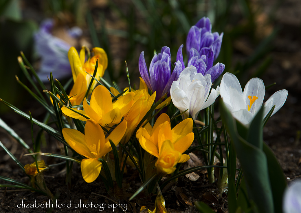 simply spring – Stories & Pictures