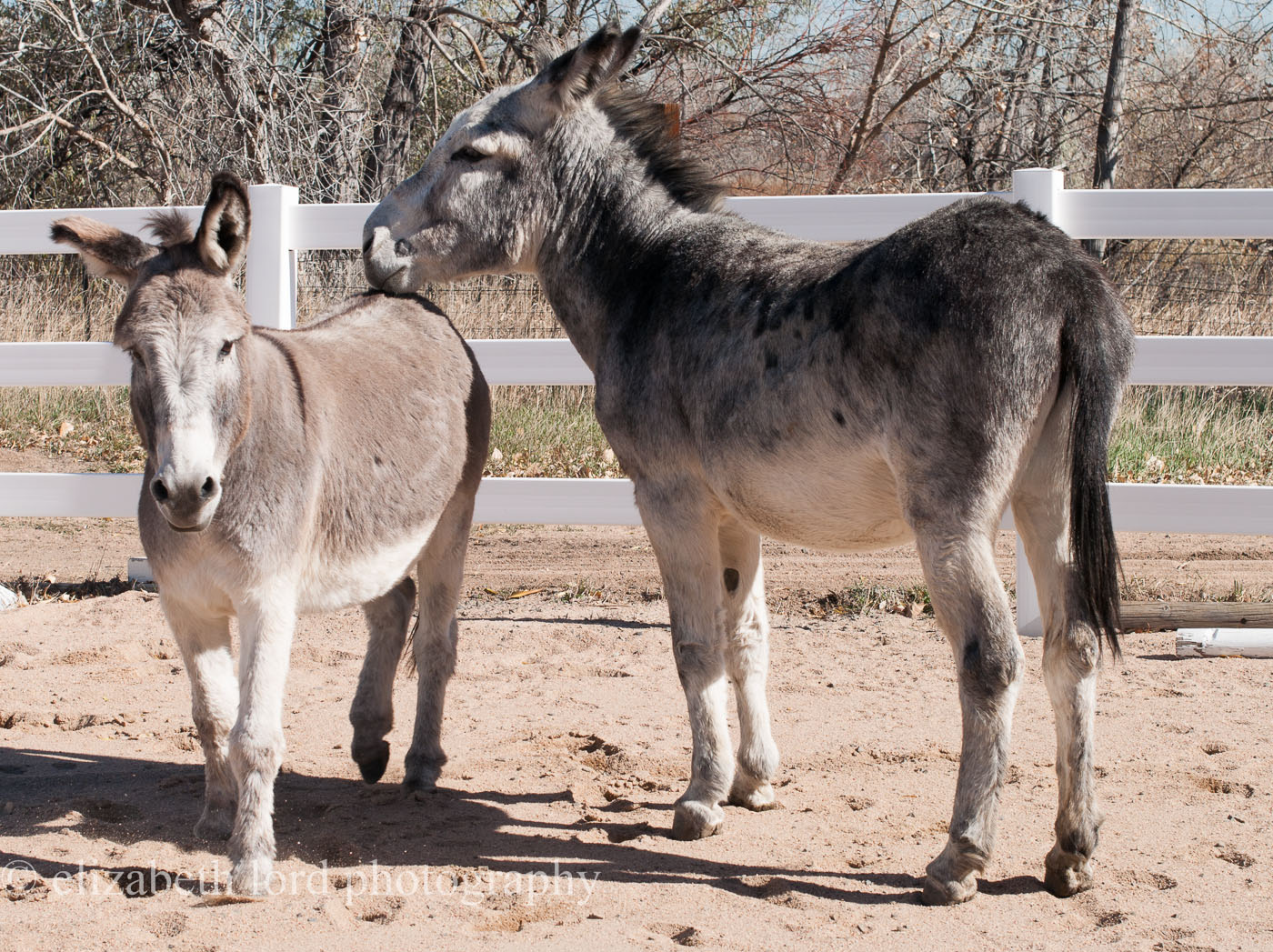 two Donkeys – a love story – Stories & Pictures