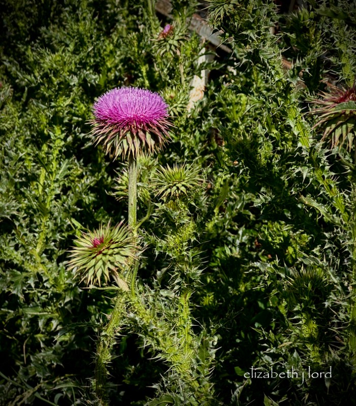 Life is Chaos….Nature is Pattern #145 – Stories & Pictures
