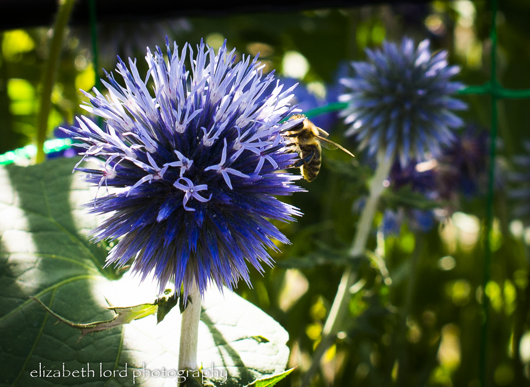 Life is Chaos…. Nature is Pattern #147 – Stories & Pictures