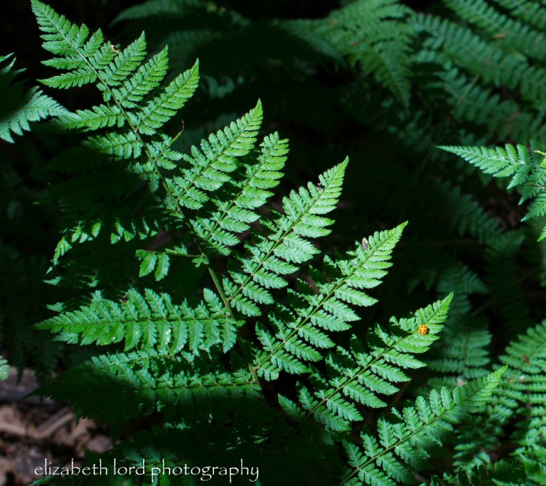 Life is Chaos…. Nature is Pattern #147 – Stories & Pictures